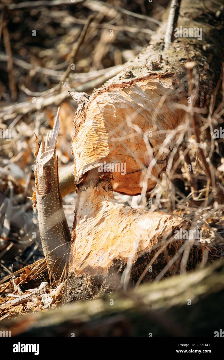 Birch Tree Gnawed By Eurasian Beavers - Castor Fiber - In Spring Season ...