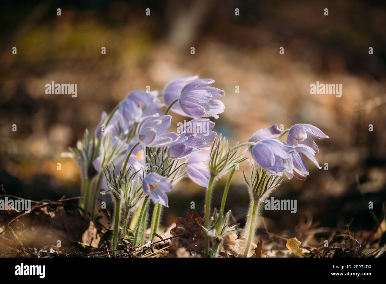 Canada and belarus hi-res stock photography and images - Alamy