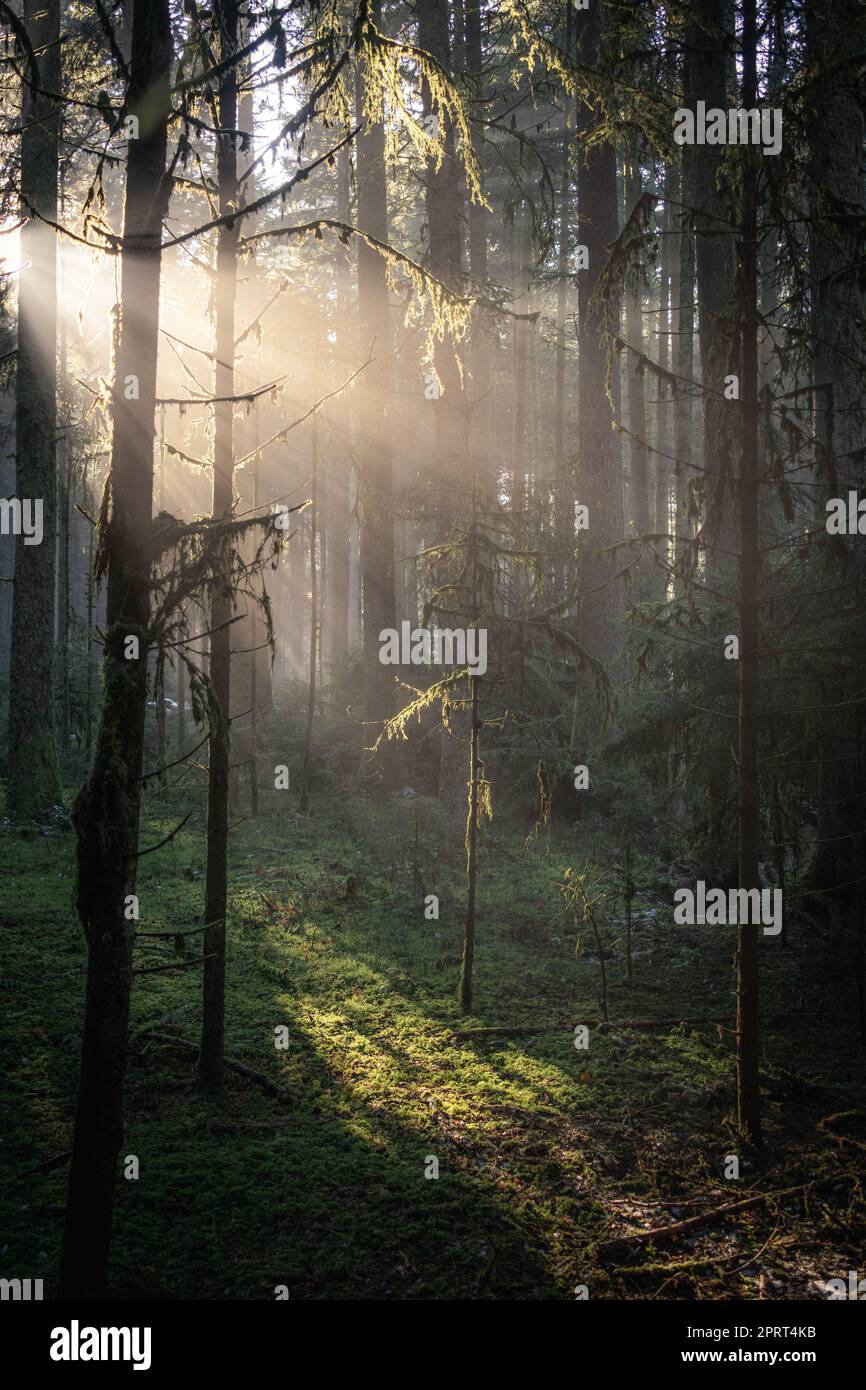 Light rays break through a misty forest Stock Photo - Alamy