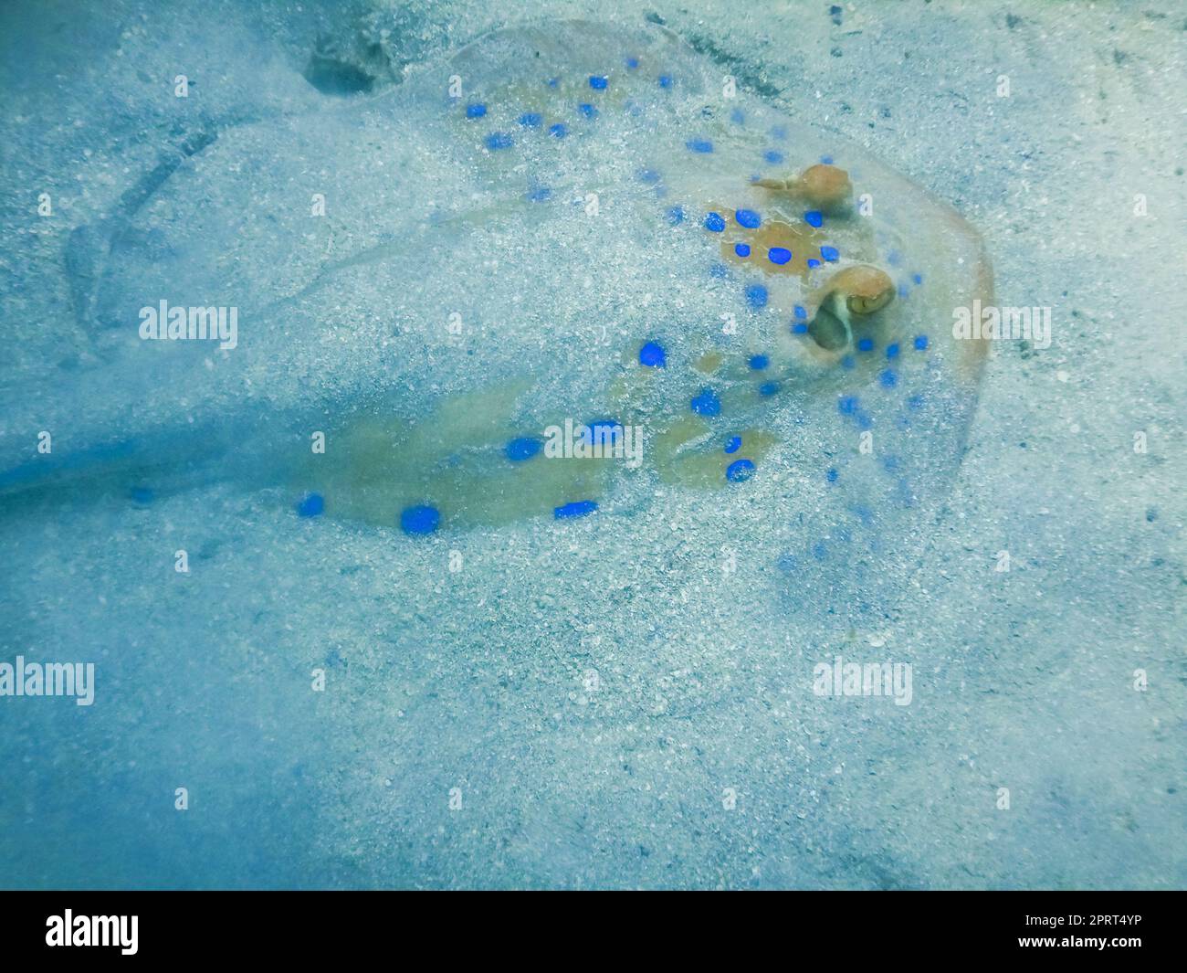 blue spotted stingray in the sand of the seabed while diving in egypt ...