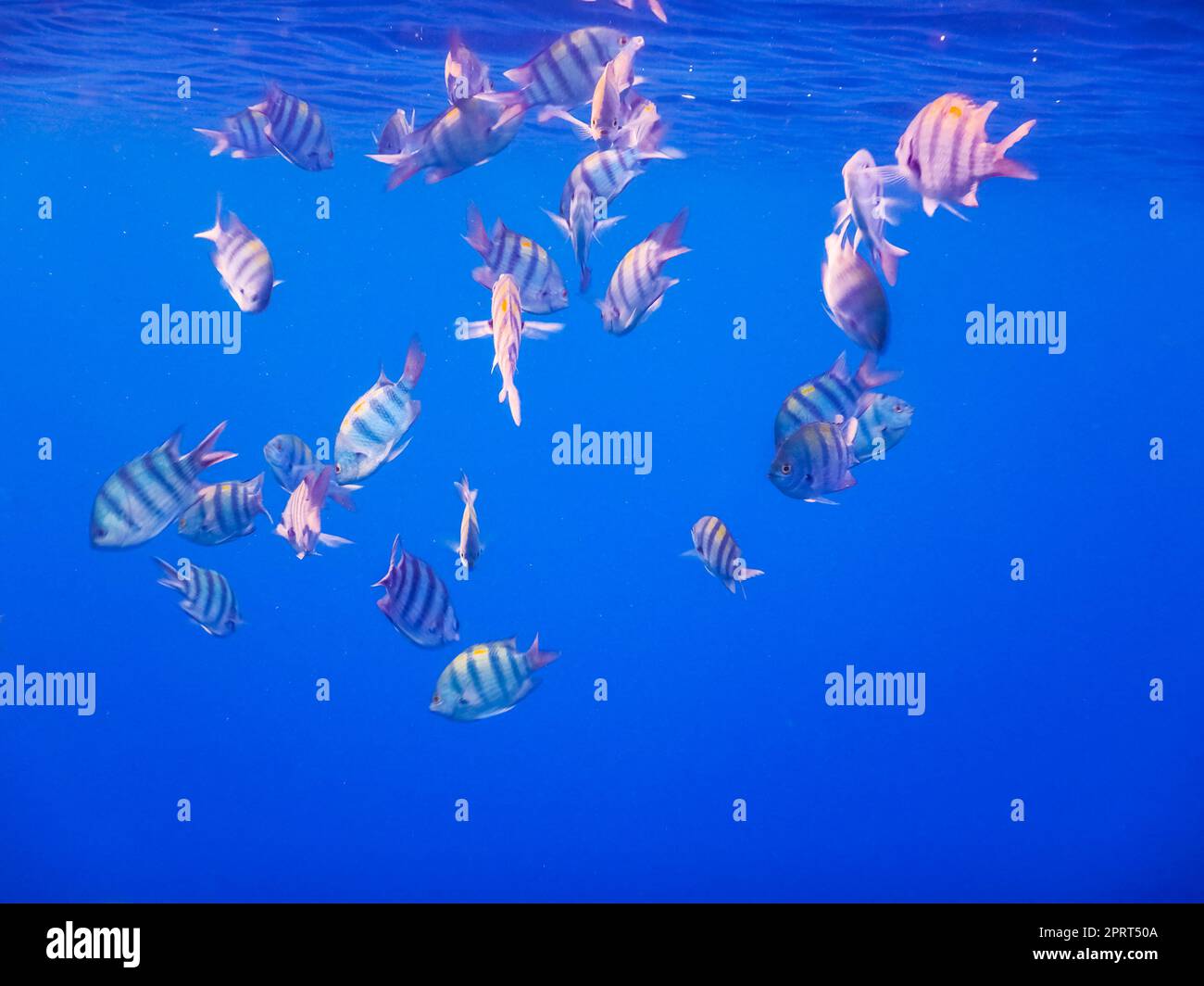 school of indopazific sergeant fish in blue water of egypt detail view ...