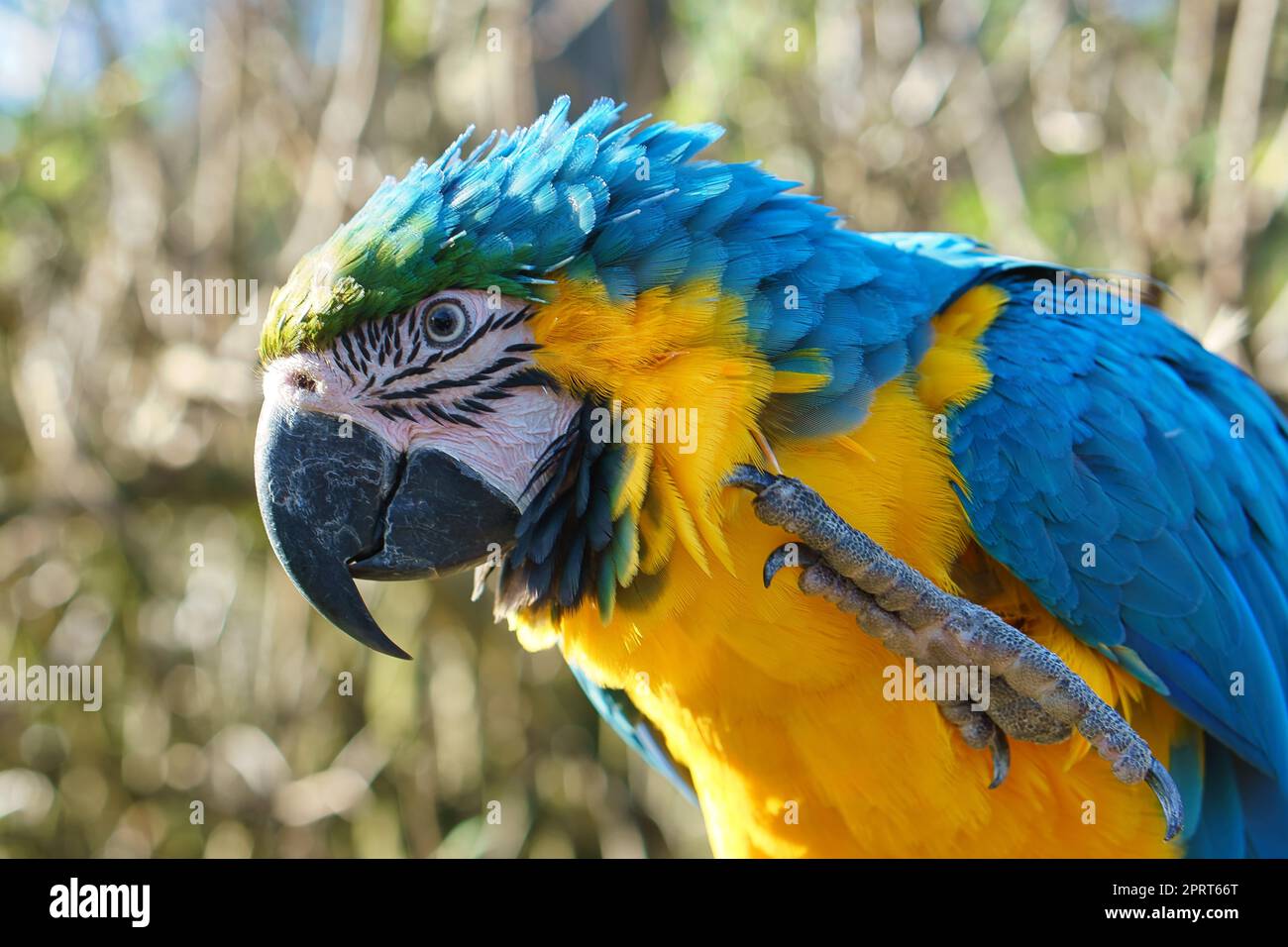 Portrait of a yellow macaw on a branch. The parrot bird is an ...