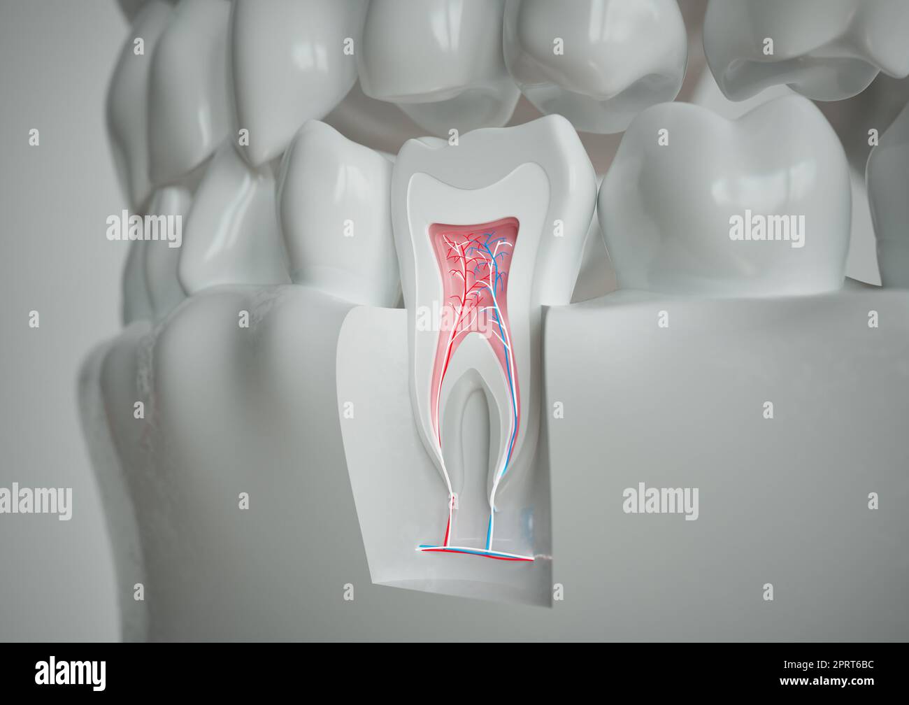 anatomy of a tooth with complete dentition on a white background -- 3D ...