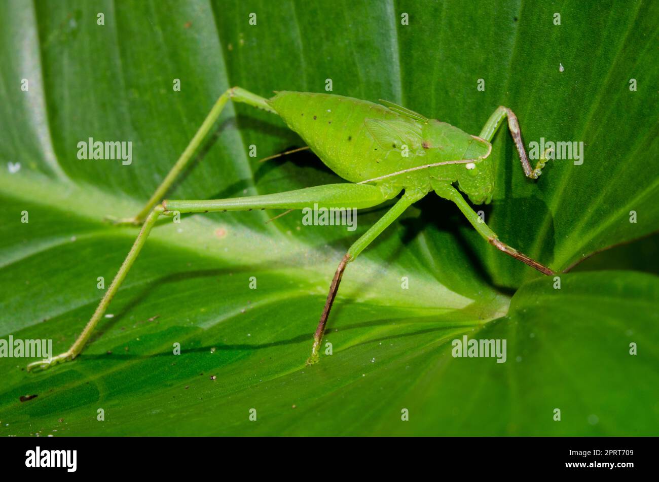 Katydid, Tettigoniidae Family, on leaf, Klunkung, Bali, Indonesia Stock ...