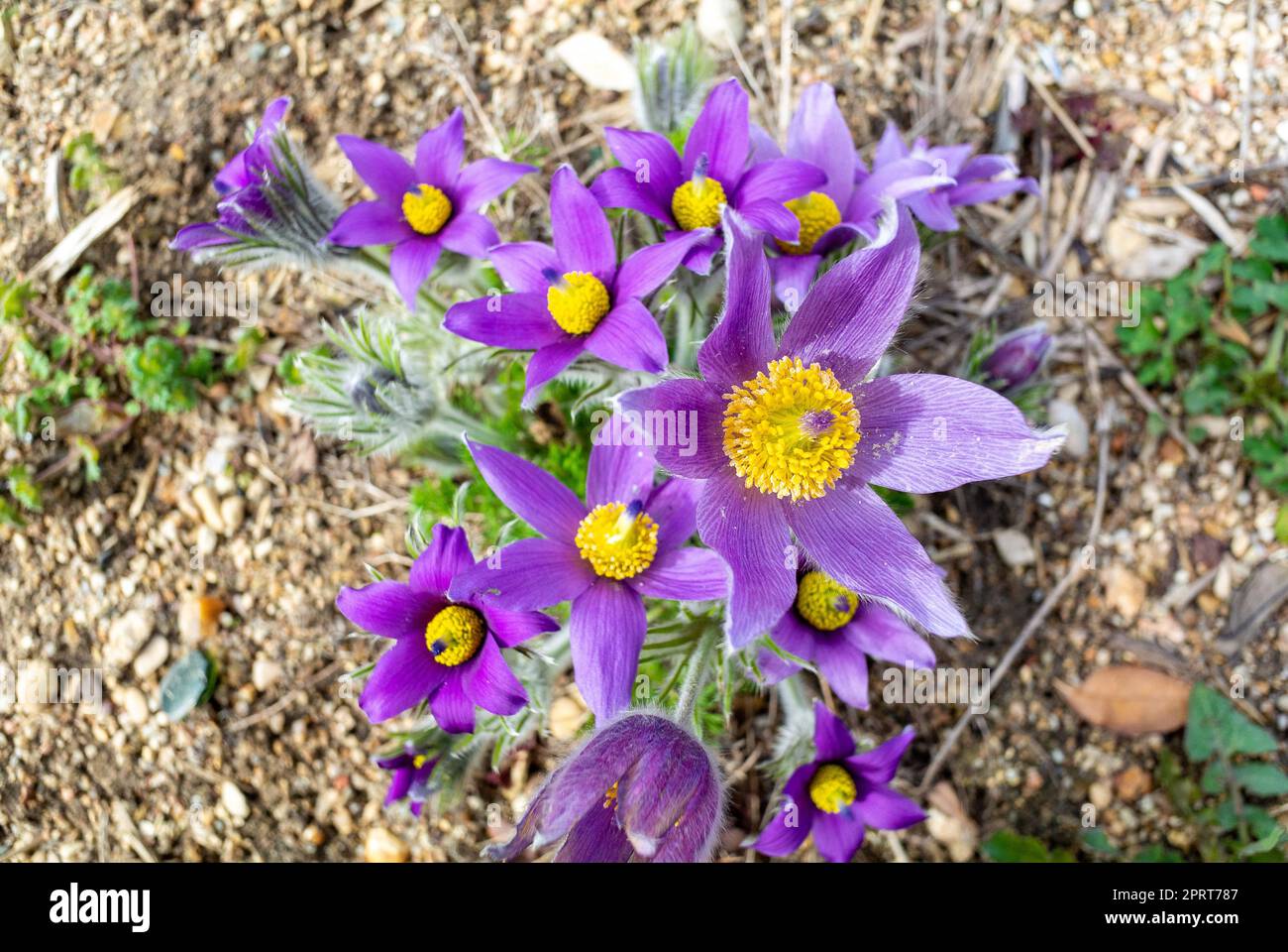 The purple flowers of Pulsatilla vulgaris Stock Photo - Alamy