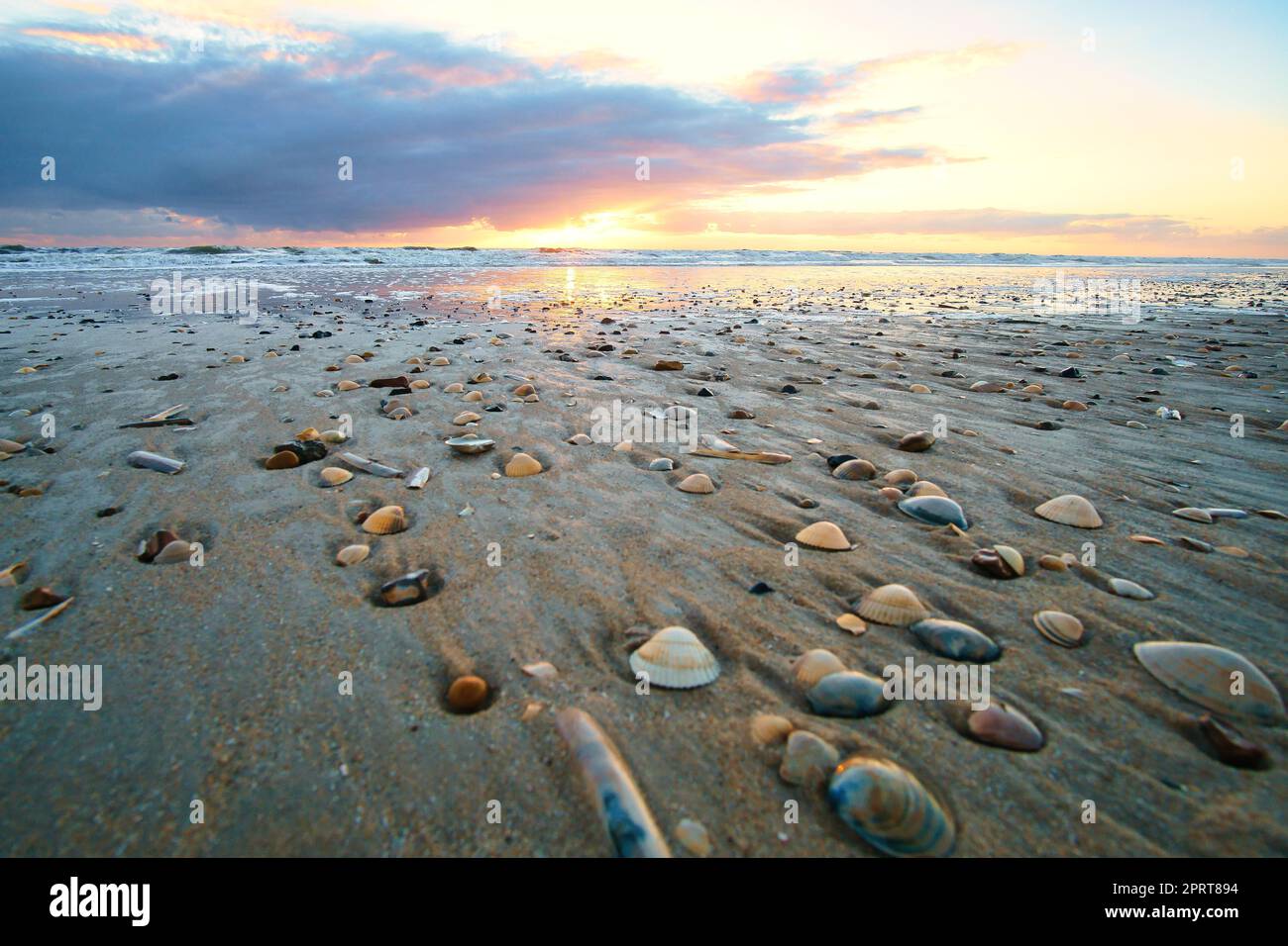 Sunset on the beach in Denmark. Shells in the foreground. Walk on the ...