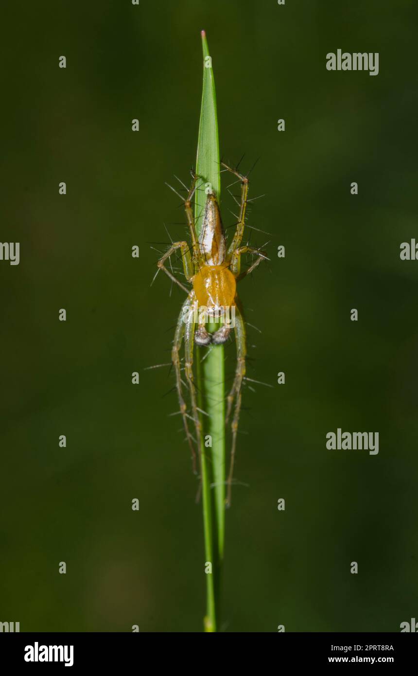 Lynx spider oxyopidae on leaf hi-res stock photography and images - Alamy