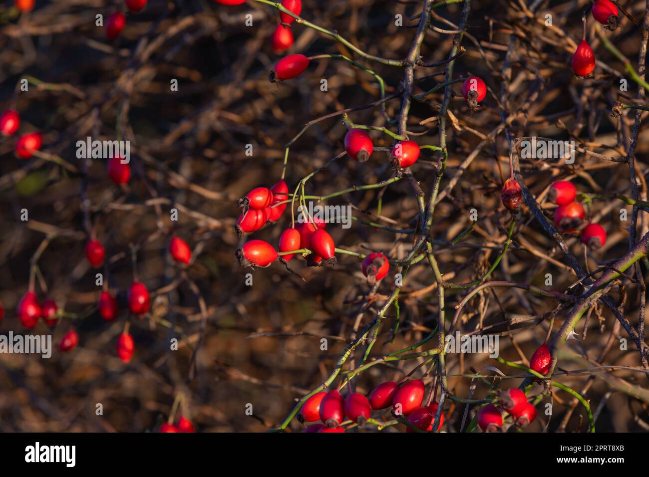 ripe and red rose hips grow on branches Stock Photo - Alamy