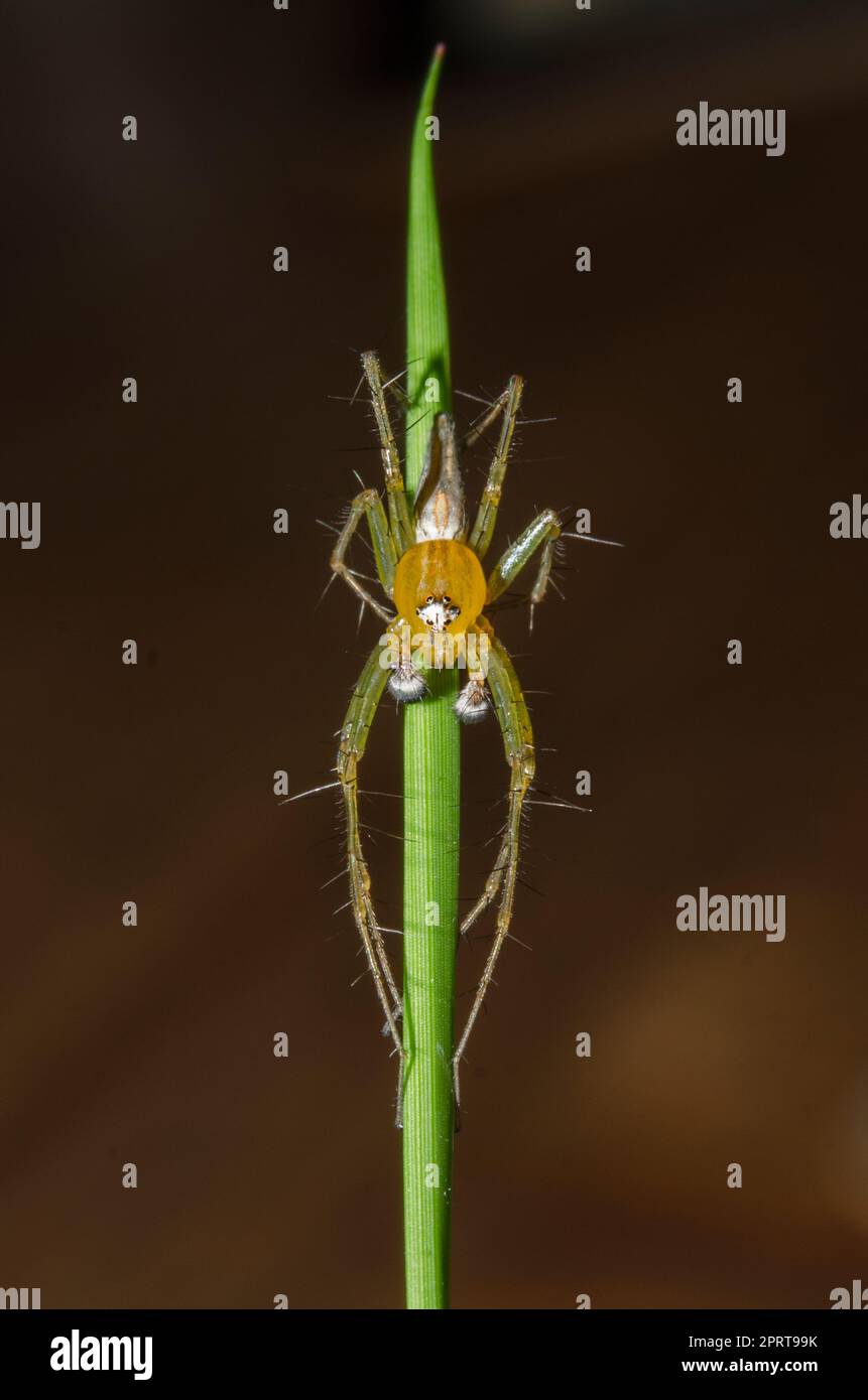 Lynx spider oxyopidae on leaf hi-res stock photography and images - Alamy
