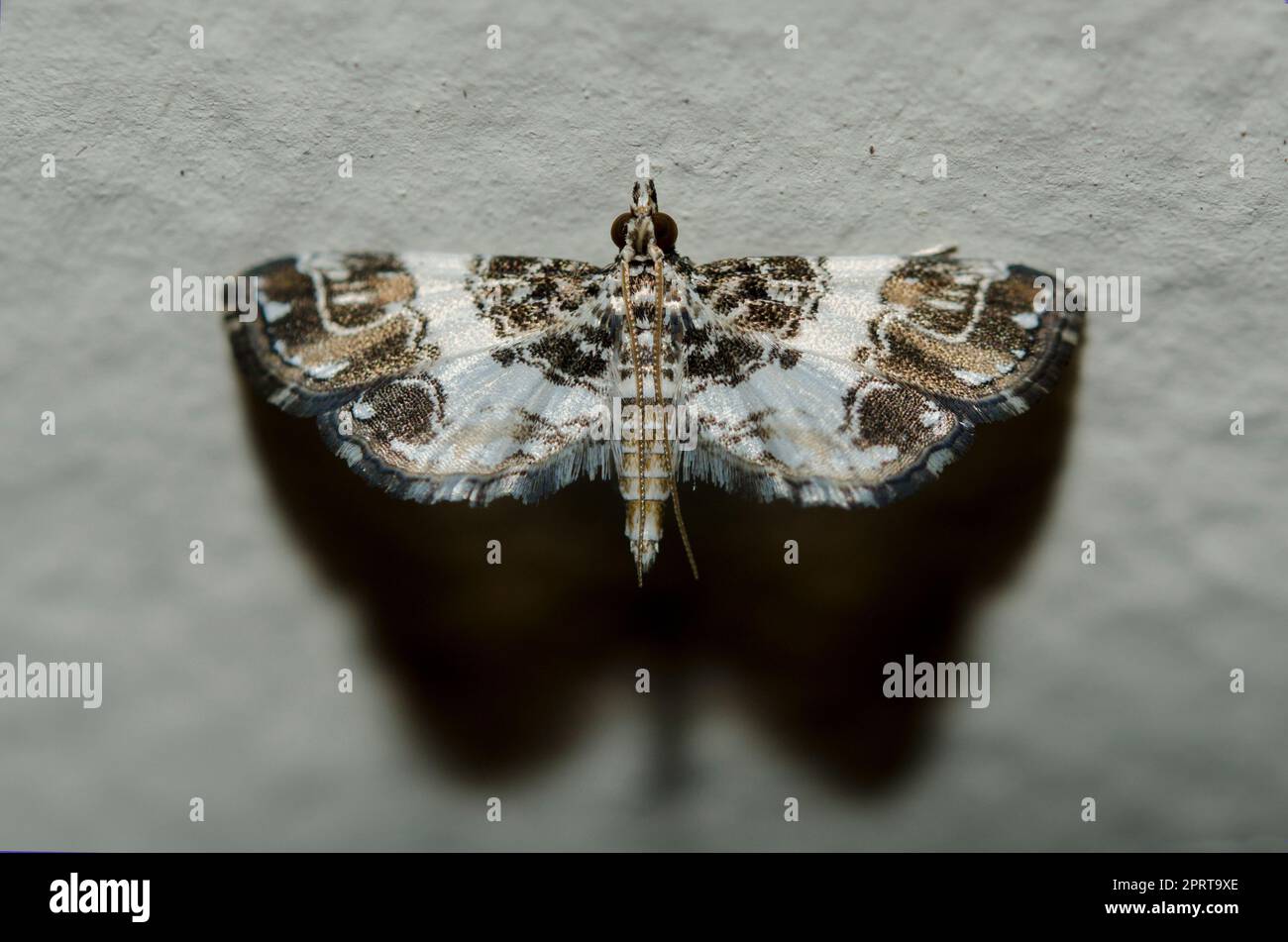 Grass moth paracymoriza phlegetonalis hi-res stock photography and ...