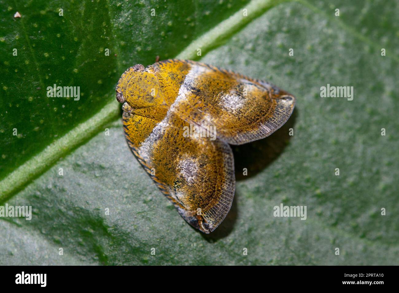 Ricaniid Planthopper, Ricaniidae Family, on leaf, Klungkung, Bali ...