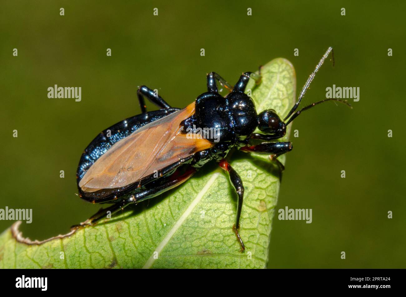Kissing bug hi-res stock photography and images - Alamy