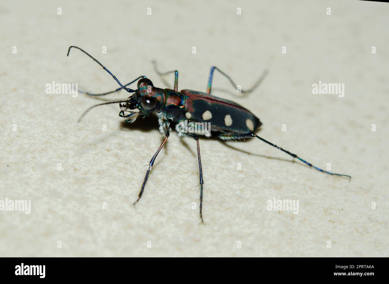 Blue-spotted Tiger Beetle, Cicindela aurulenta, Klungkung, Bali ...