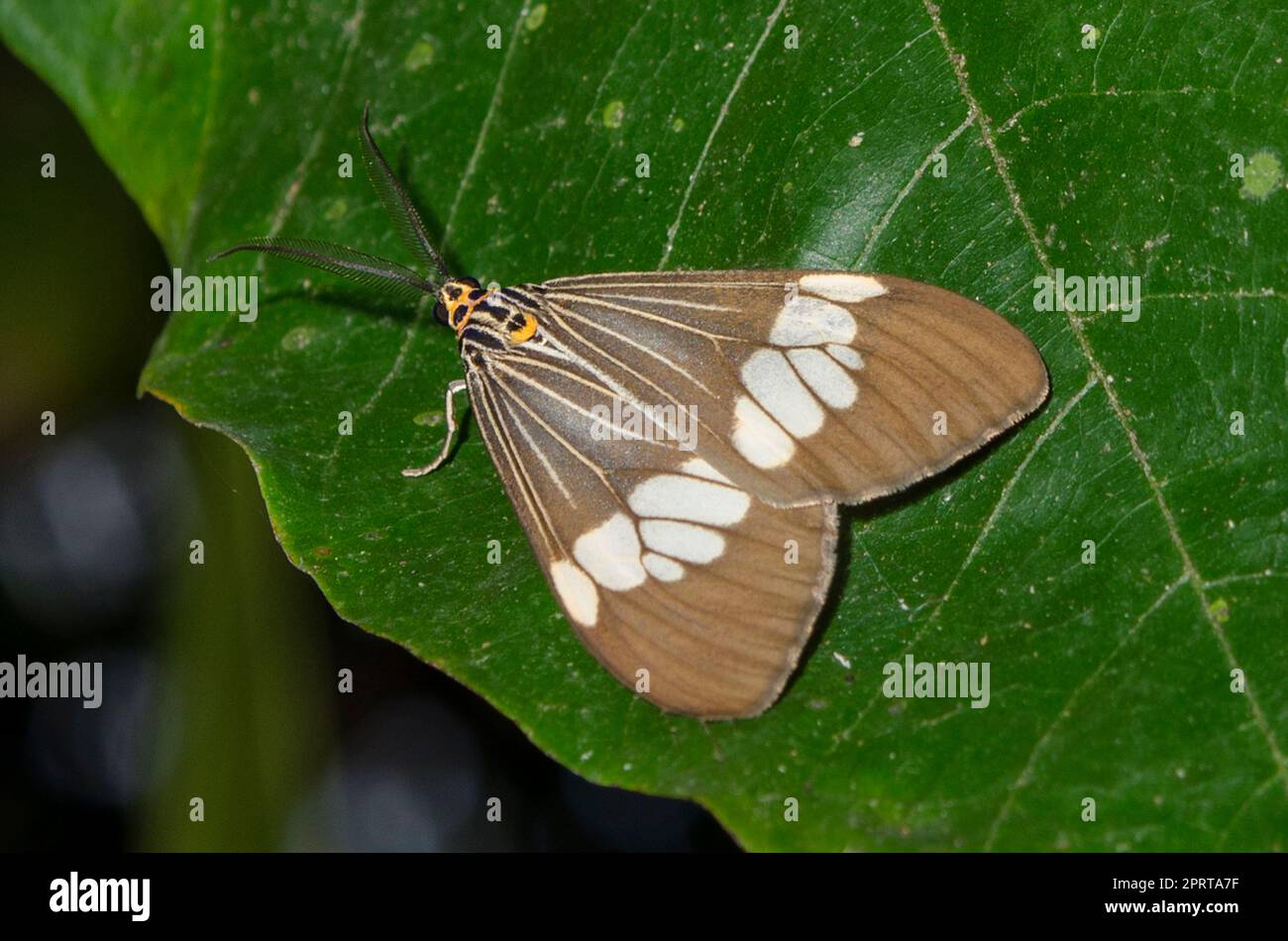 Brown Nyctemera Moth, Nyctemera baulus, on leaf, Klungkung, Bali ...