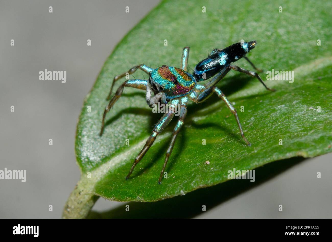 Fighting Spider, Thiania bhamoensis, on leaf, Klungkung, Bali ...