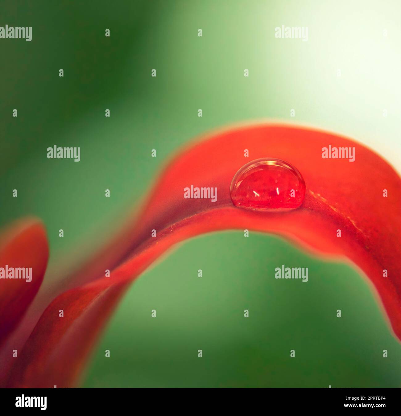 Life-sustaining water. Closeup shot of a water droplet on a leaf Stock ...