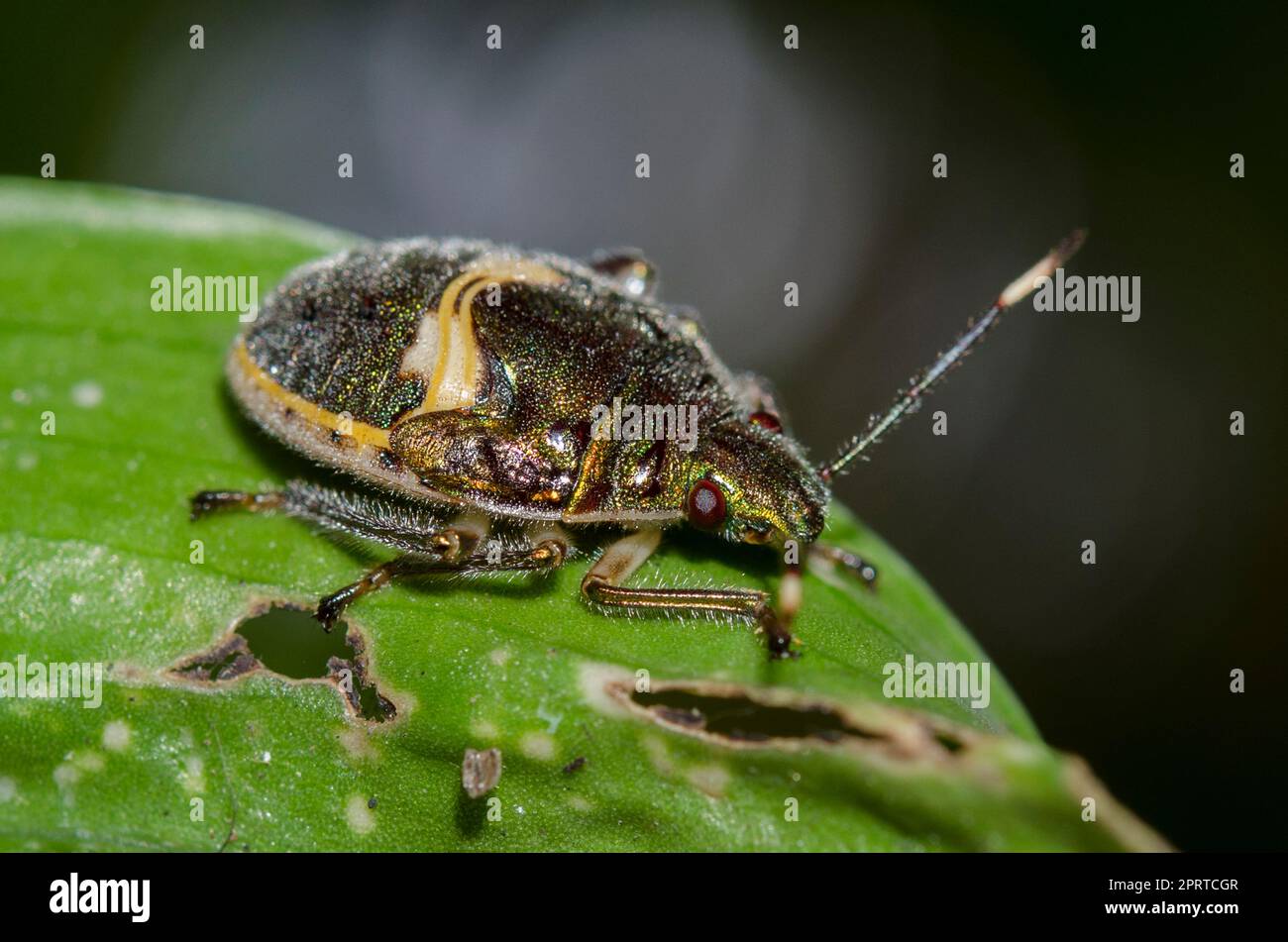 Stink Bug nymph, Pentatomidae Family, on leaf, Klungkung, Bali ...