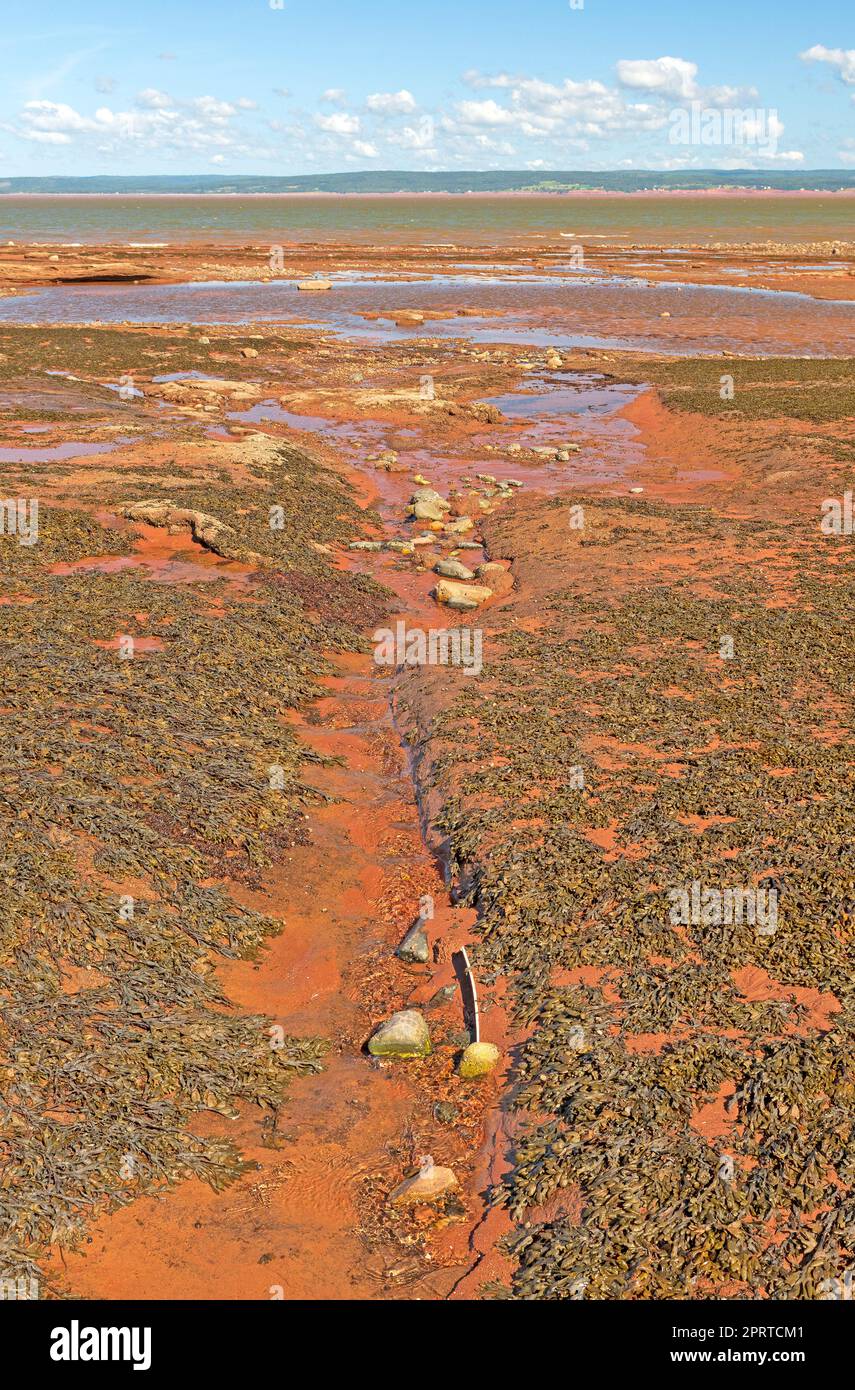 Tide pools ocean floor hi-res stock photography and images - Alamy