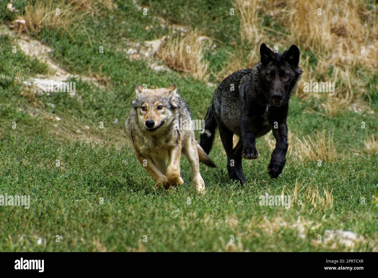 Timberwolf wolf hi-res stock photography and images - Alamy