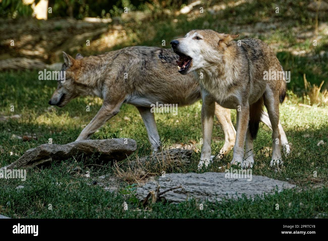 Timberwolf hi-res stock photography and images - Alamy