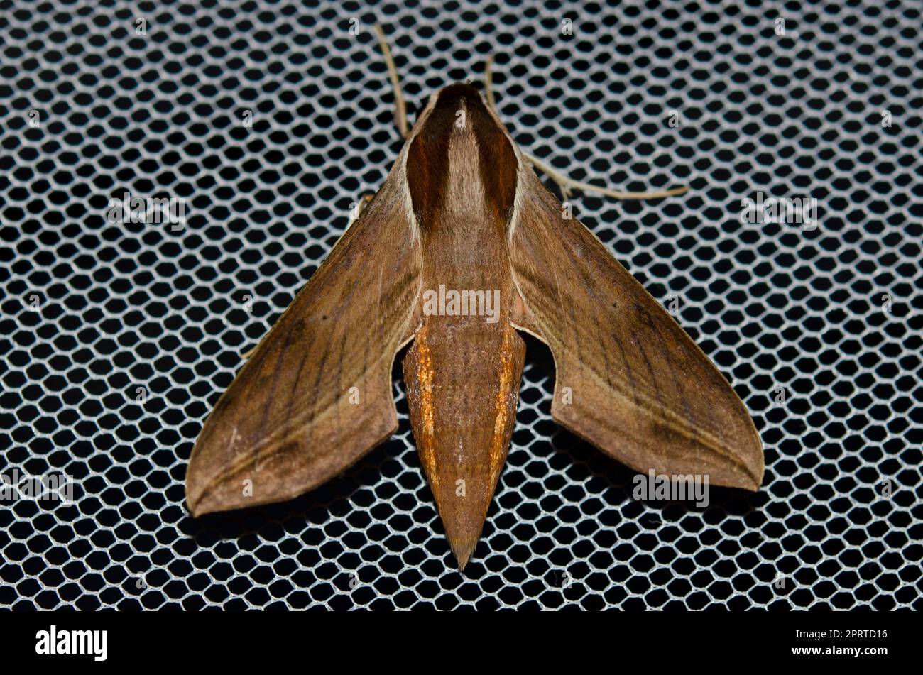 Pale Striated Hawkmoth, Hippotion boerhaviae, plain patterned form ...