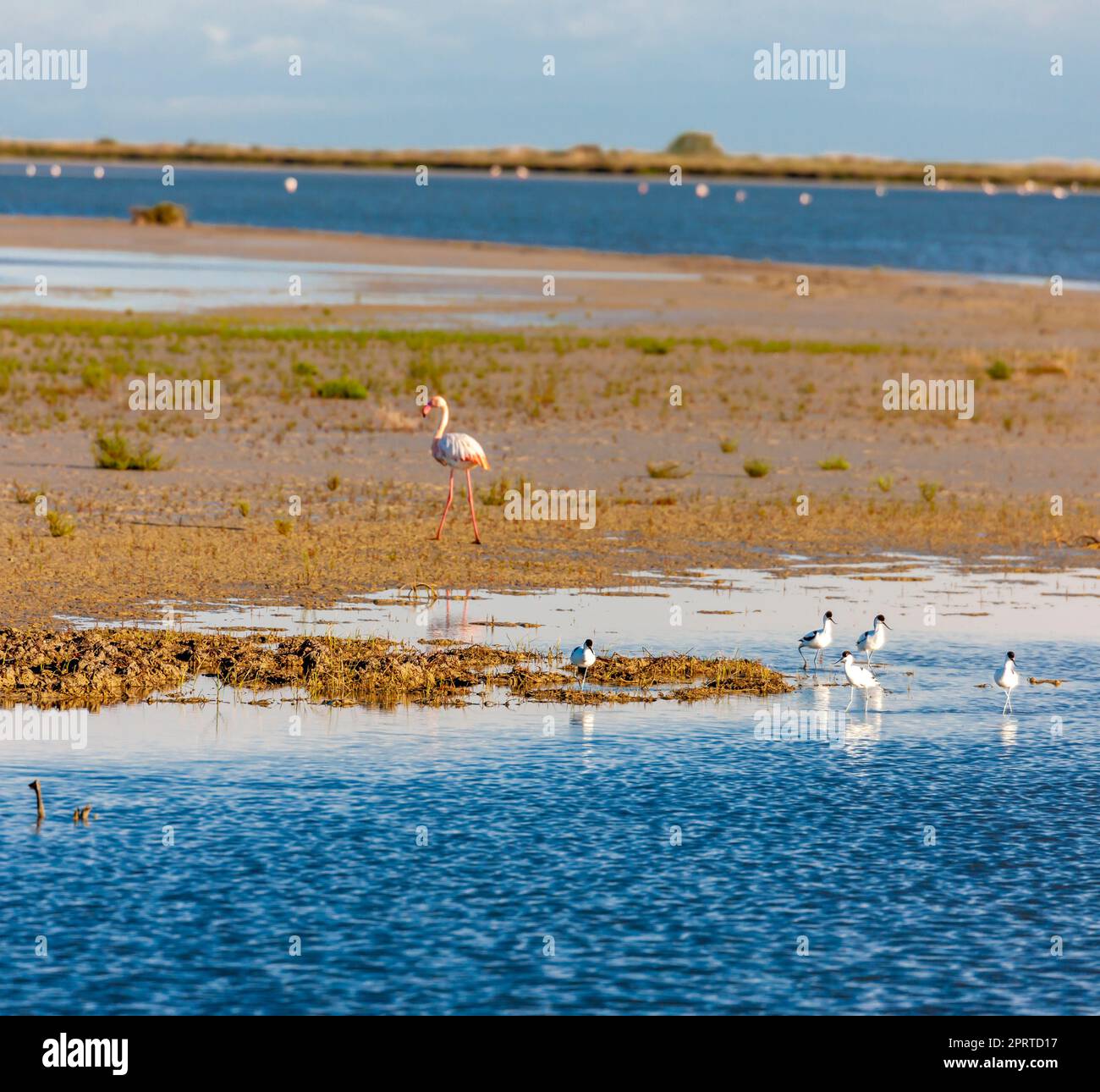 Camargue national nature reserve hi-res stock photography and images ...