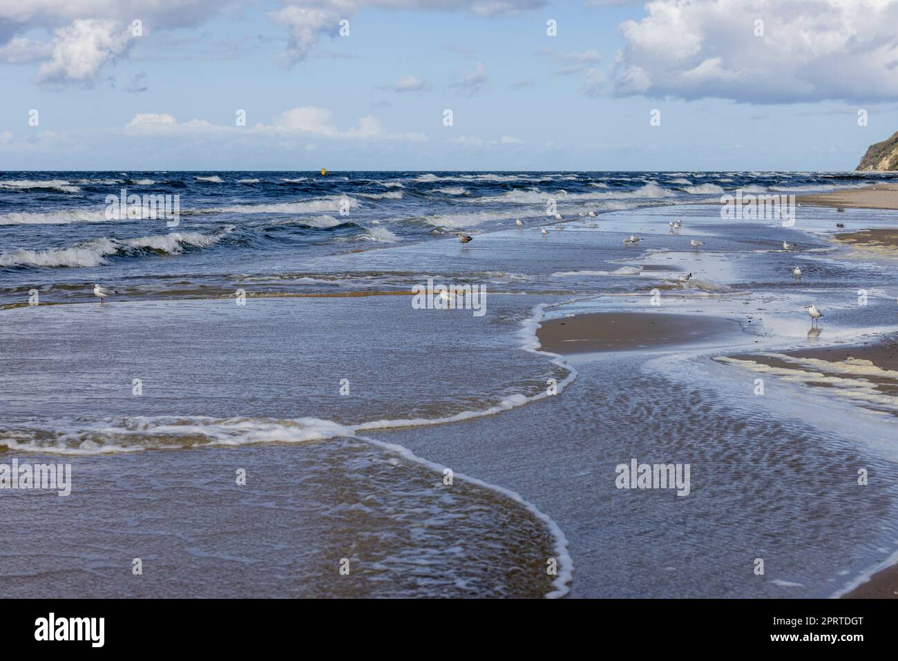 Beautiful seaside landscape, an empty beach, the foamy water of the Baltic Sea, gulls walking on ...