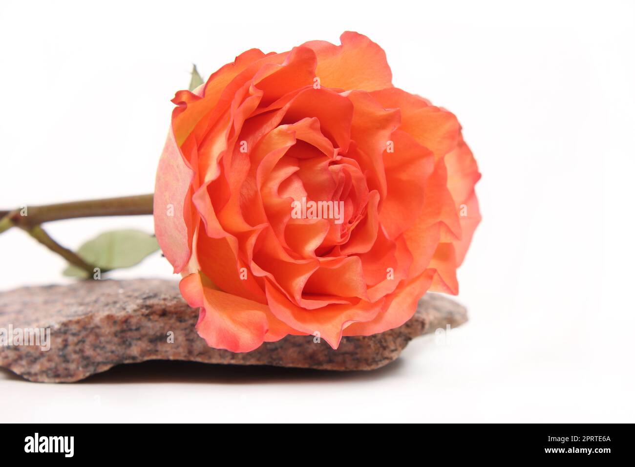 Orange Rose on Granite Stone with White Background Stock Photo - Alamy