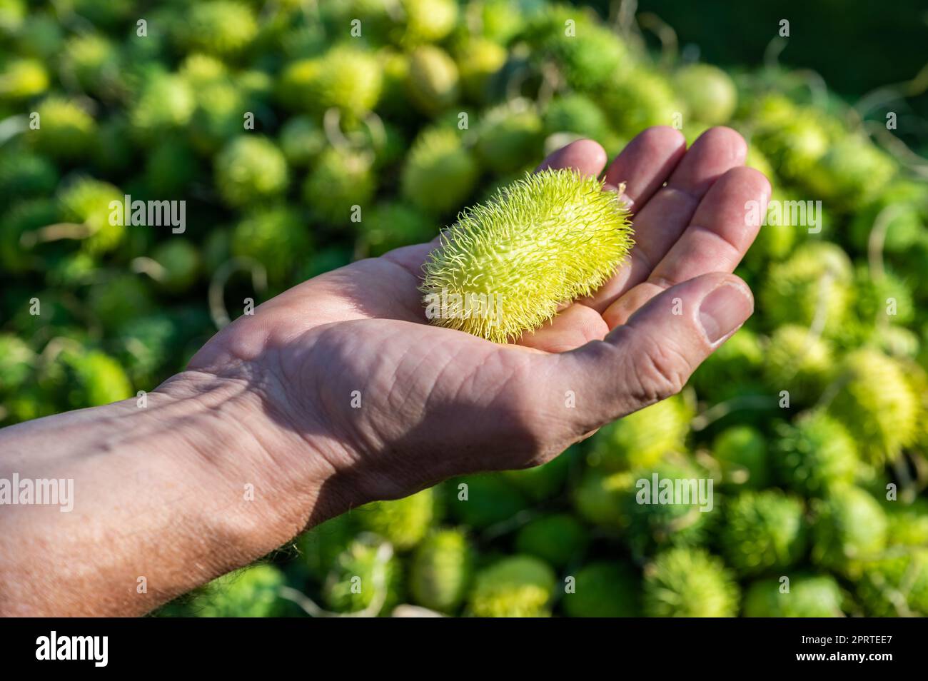 Male white farmer holds an green small prickly ornamental gourd in his ...