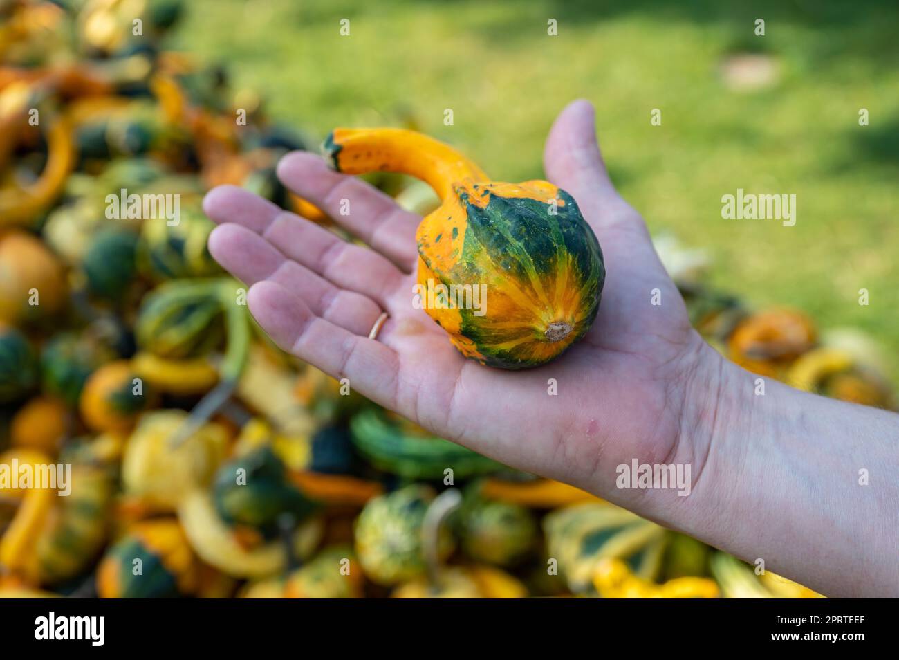 Male white farmer holds an green orange ornamental gourd in his hand ...
