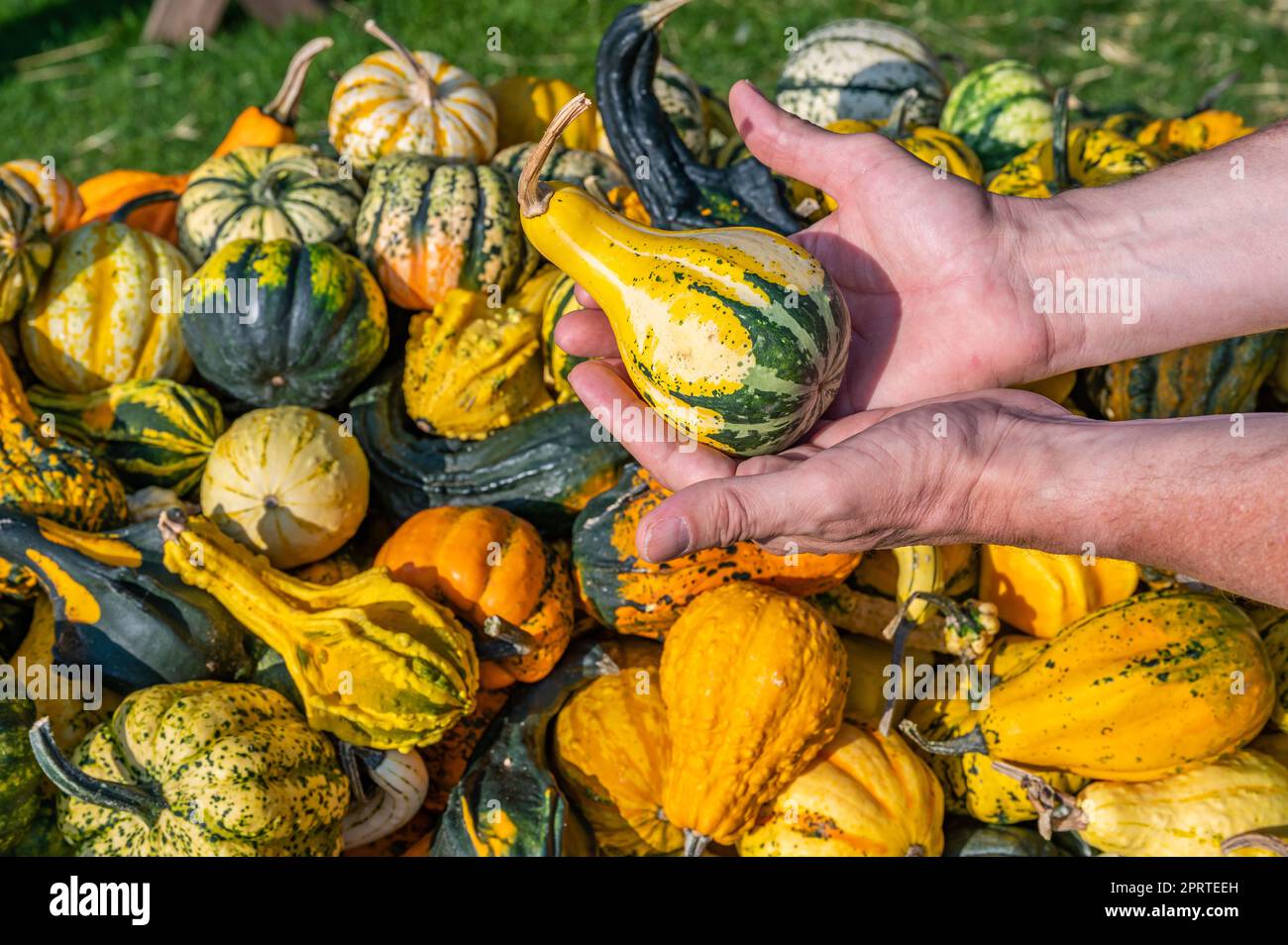 Male white farmer holds an yellow green ornamental gourd in his hand ...