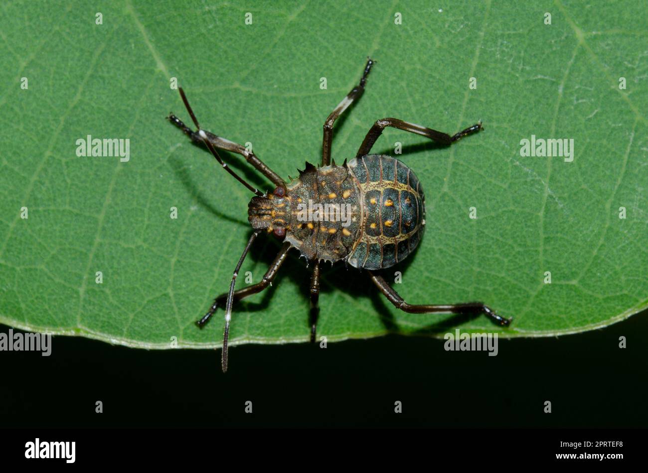 Stink Bug nymph, Pentatomidae Family, on leaf, Klungkung, Bali ...