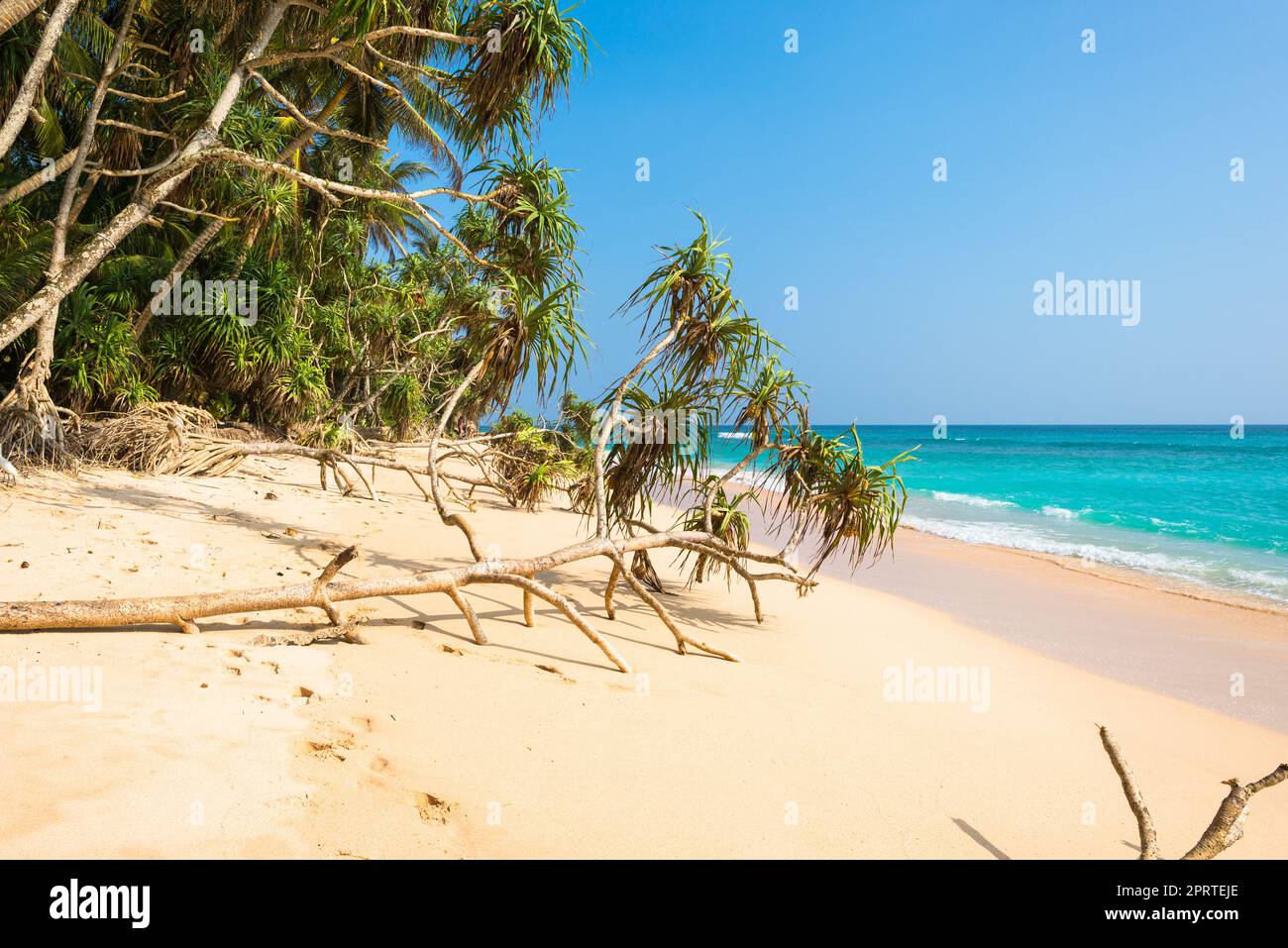Tropical beach with fine sand, pandanus trees and coconut trees near ...
