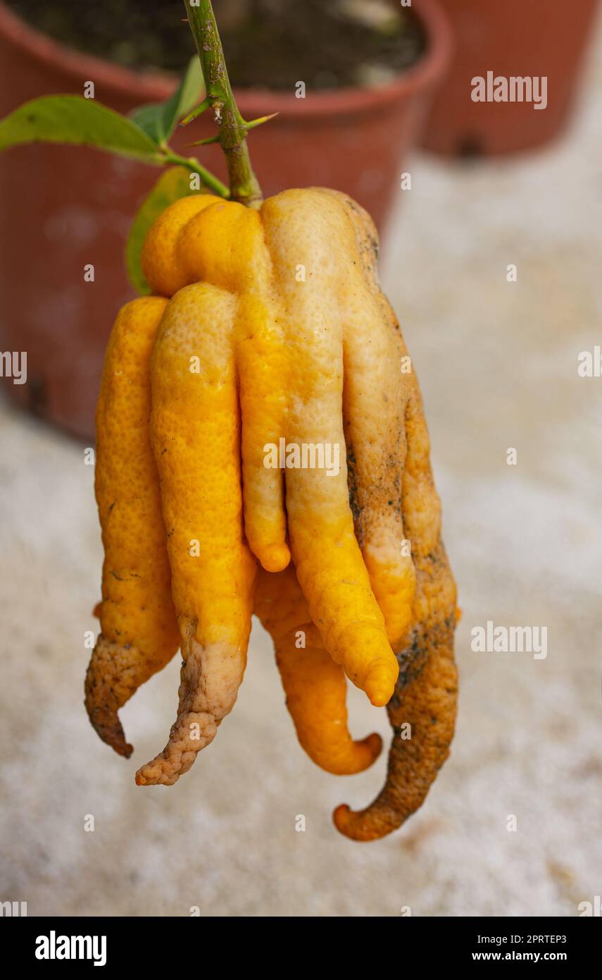 Citrus HAND OF BUDDHA Stock Photo - Alamy