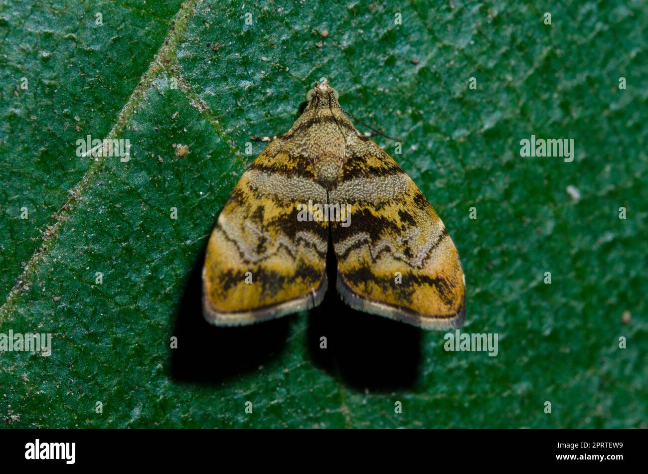 Metal-mark Moth, Choreutis sp, Klungkung, Bali, Indonesia Stock Photo ...