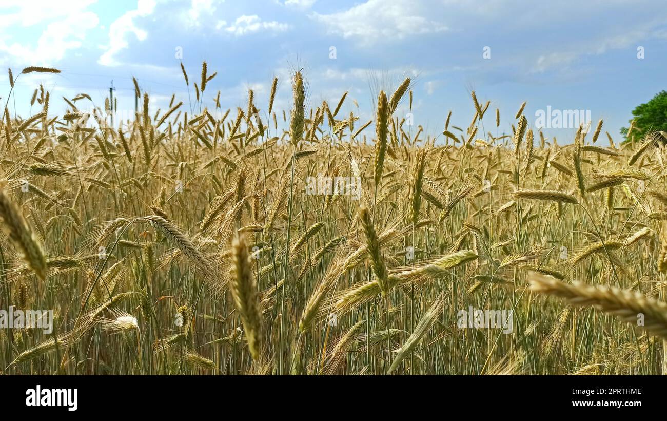 Summer field with growing plants of cereals. Agricultural plants in ...