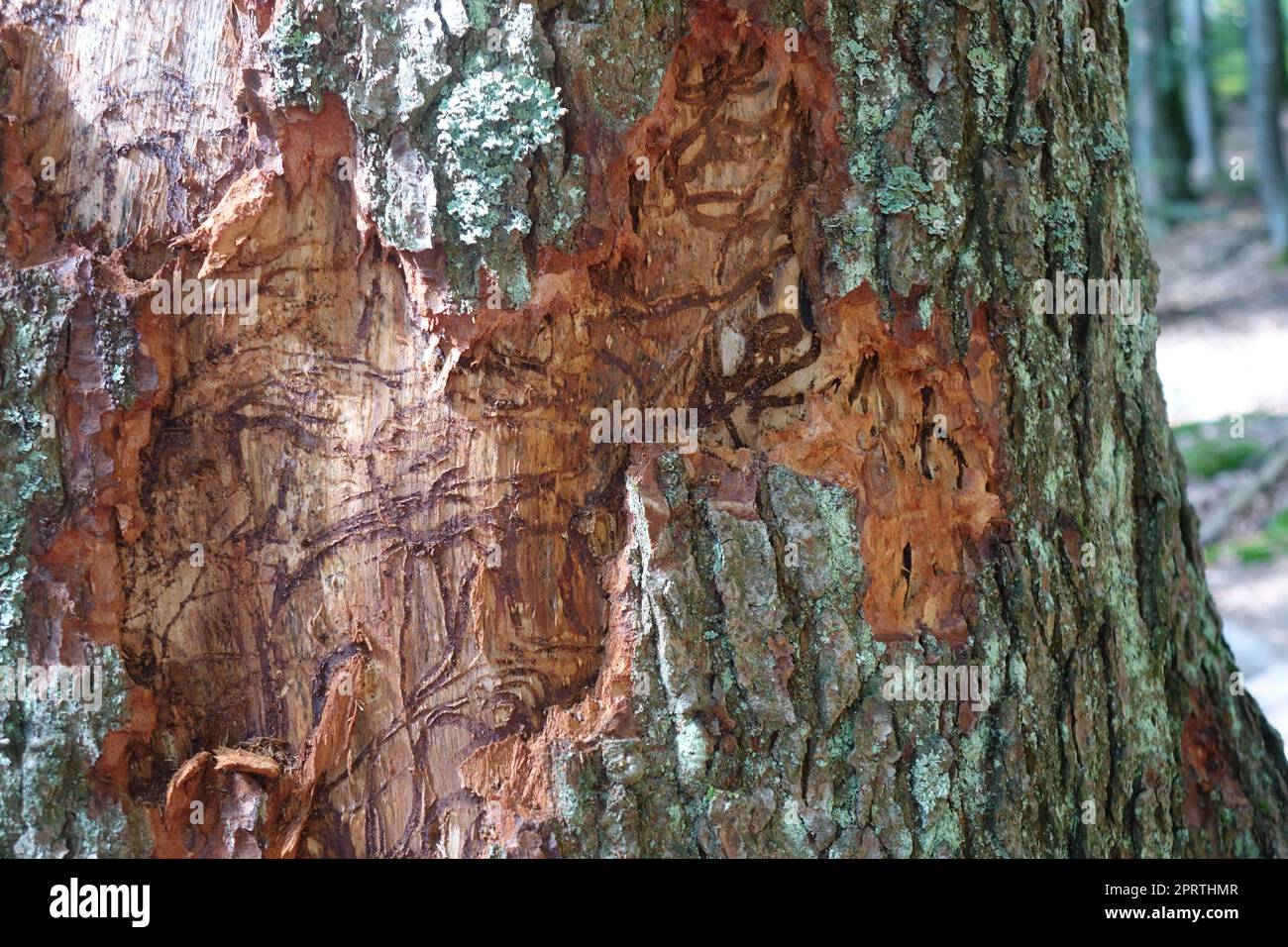 forest dieback, bark beetle, spruce Stock Photo - Alamy