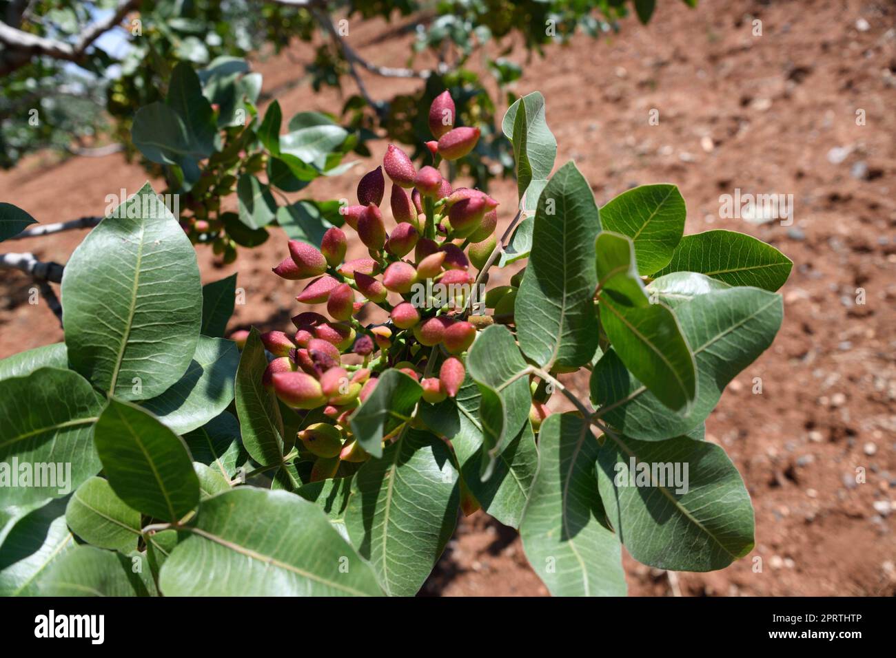 Pistachio trees hi-res stock photography and images - Alamy