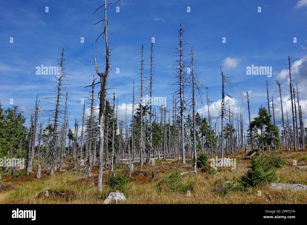 Europa, Germany, Bavaria, Lower Bavaria, Bavarian forest, Landkreis ...