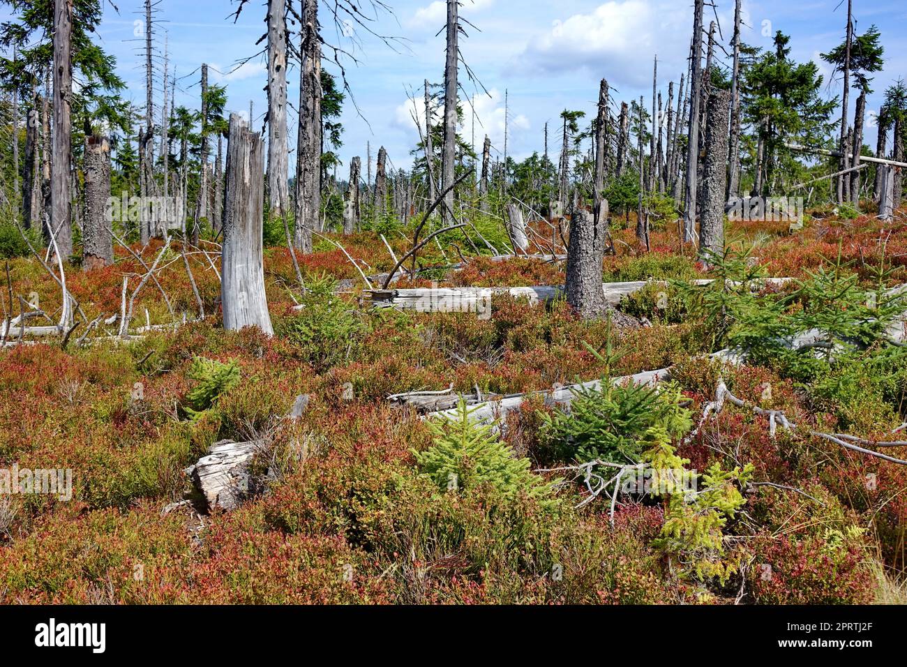 Europa, Germany, Bavaria, Lower Bavaria, Bavarian forest, Landkreis ...