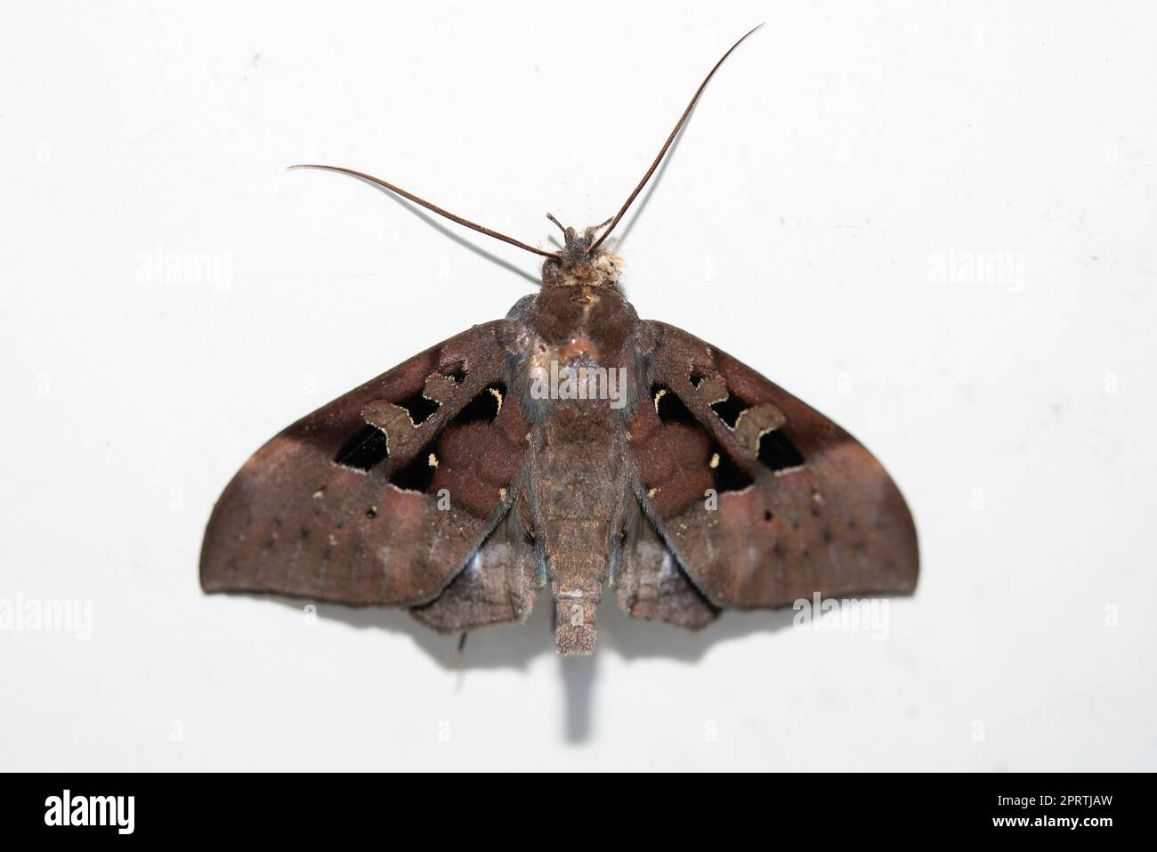 Noctuidae Moth, Ischyja marapok, Klungkung, Bali, Indonesia Stock Photo ...