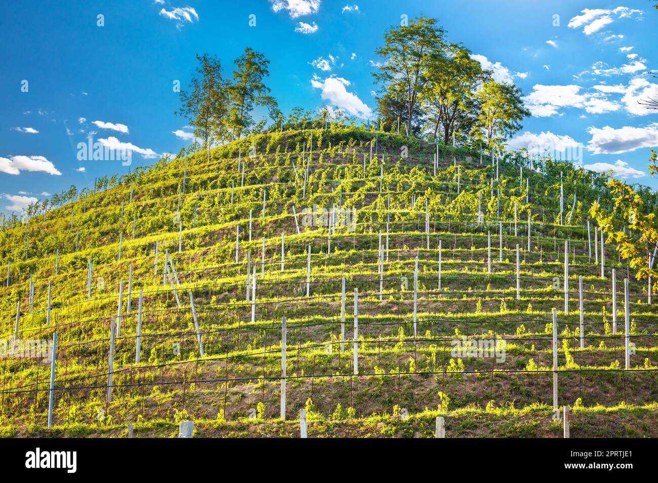 Madjerkin Breg in Medimurje vineyard view, northern Croatia Stock Photo ...