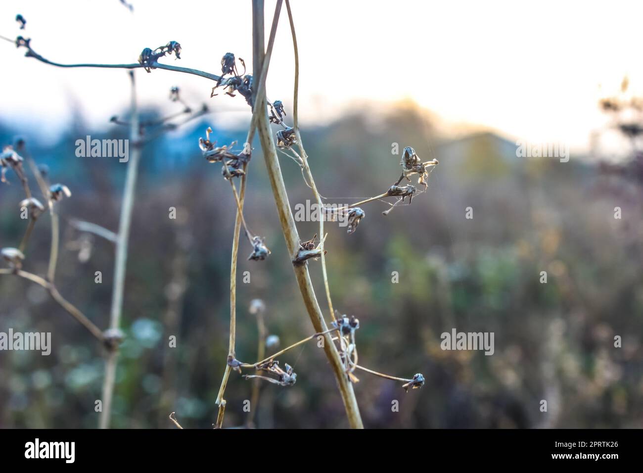 dried weeds yellowed autumn morning after rain Stock Photo - Alamy