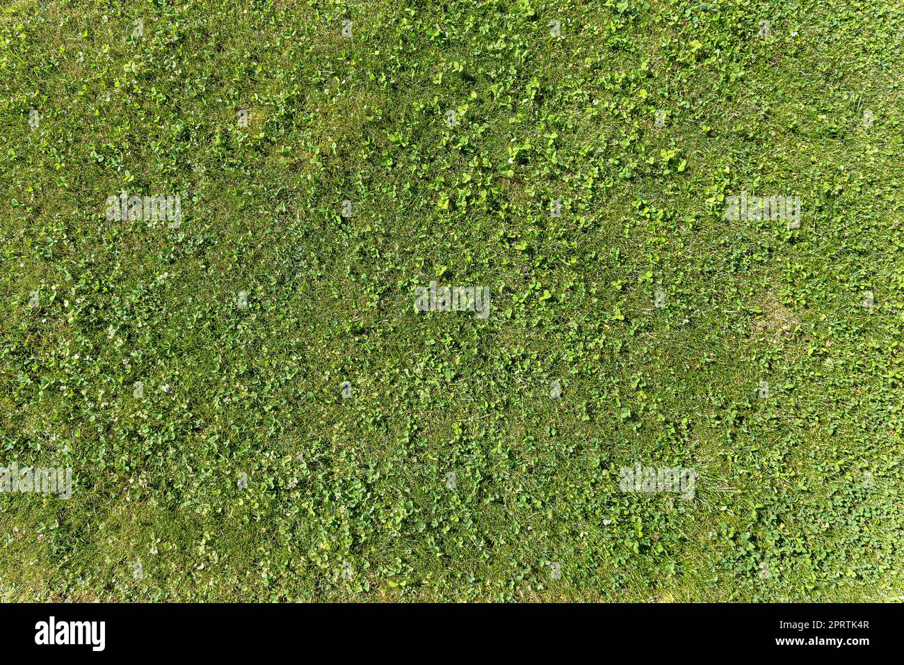 Green grassy lawn, ideal for textures or backgrounds Stock Photo - Alamy