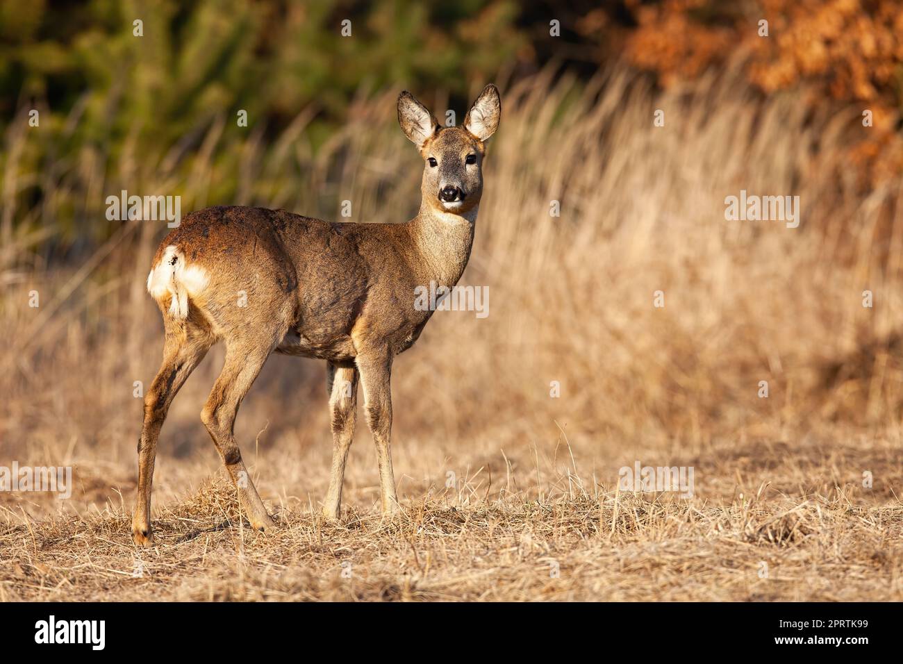 Shoulder fur hi-res stock photography and images - Alamy