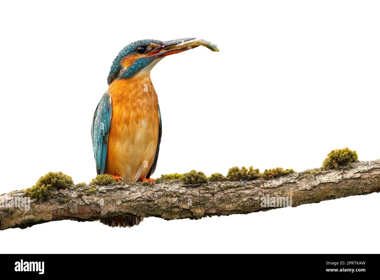 Common kingfisher holding fish in beak cut out on blank Stock Photo - Alamy