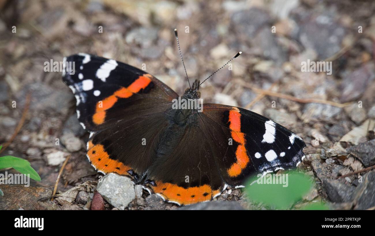 Admiral butterfly on the forest floor. Rare insect with bright colors ...