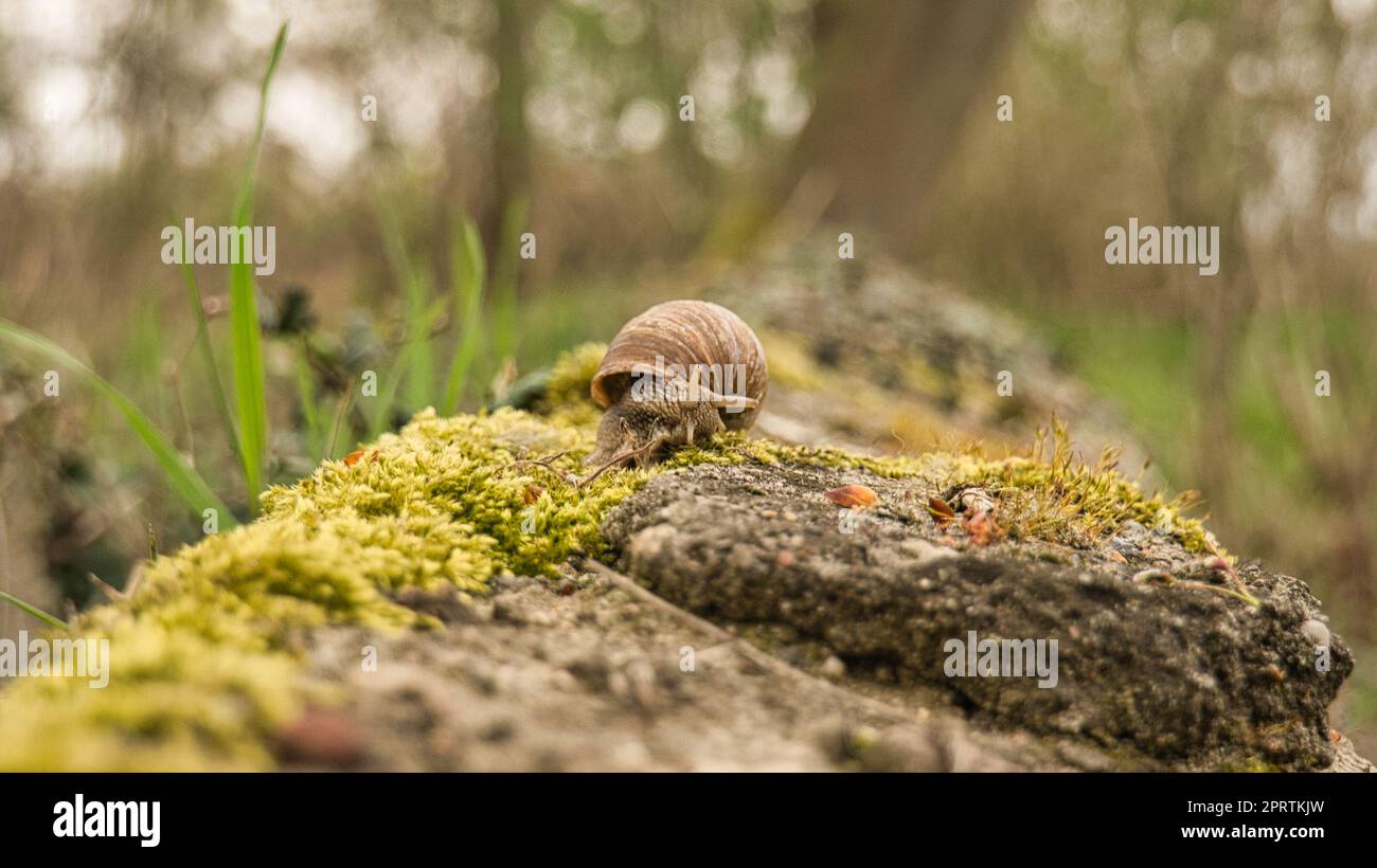 A snail crawling on a plant. Leisurely it crawls forward Stock Photo ...