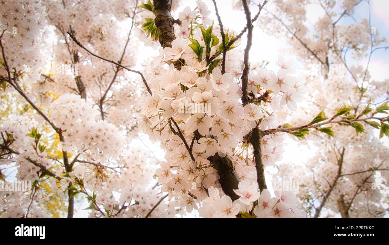 Cherry blossoms in the park in Berlin. In spring these beautiful ...