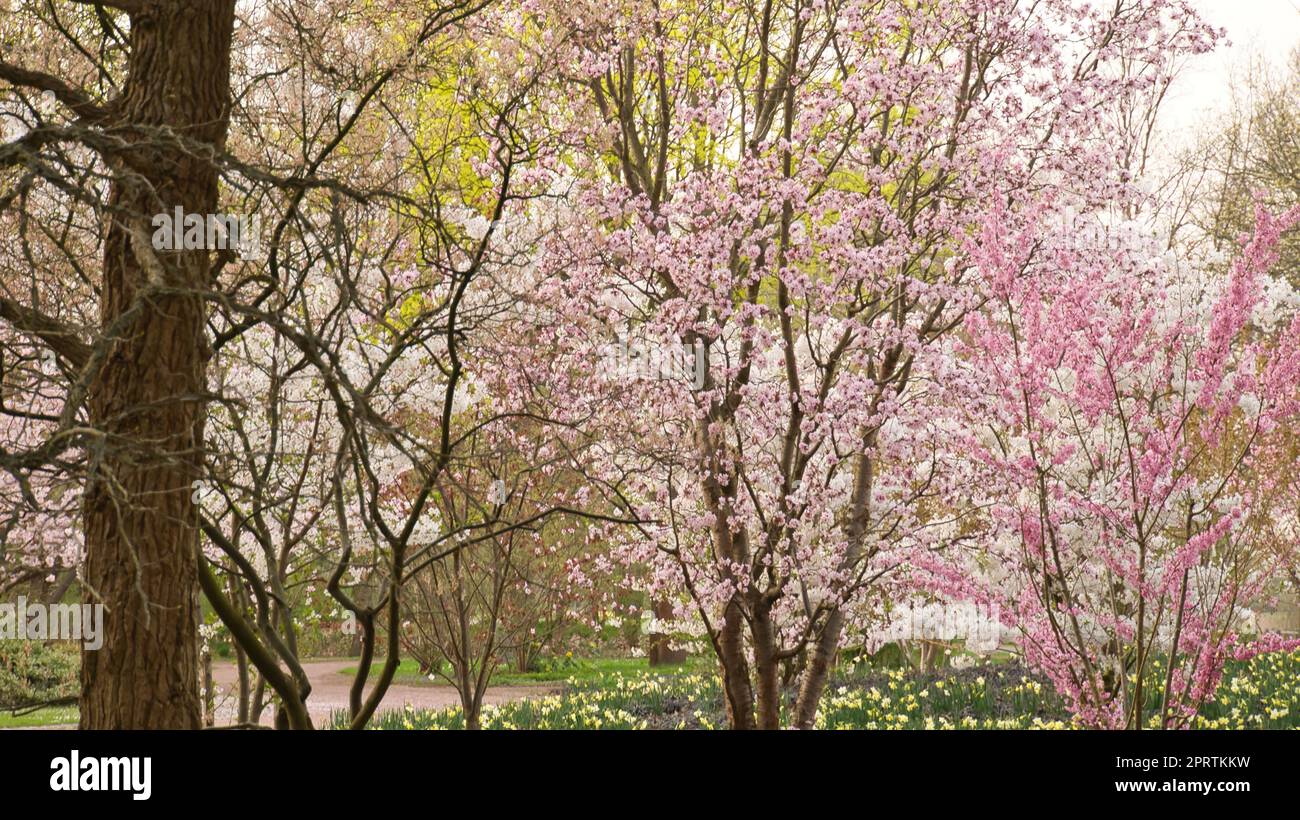 Cherry blossoms in the park in Berlin. In spring, the cherry trees ...